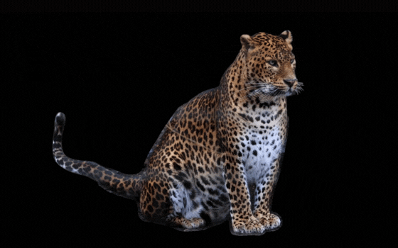 Fixture Calendar – Leigh Leopards